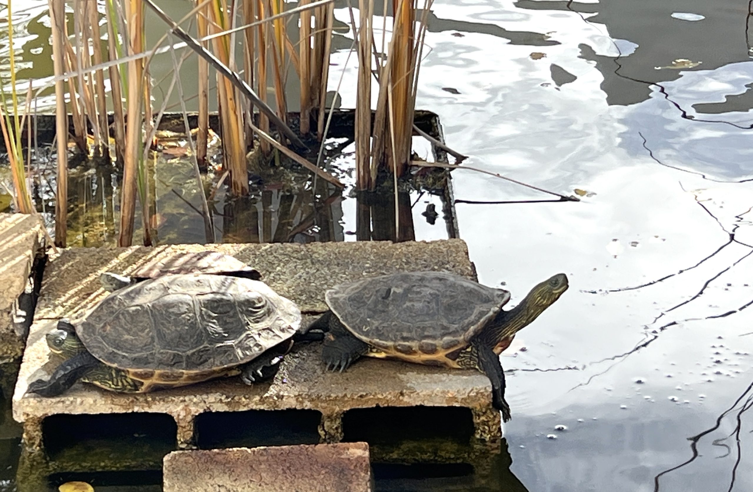 Library Love – Billy's Best Bottles: Billy Munnelly and Kato Wake, Wine ...